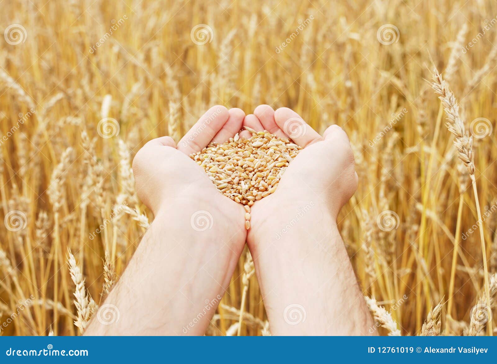 Grain of the Wheat in Hands of the Person Stock Image - Image of seed ...