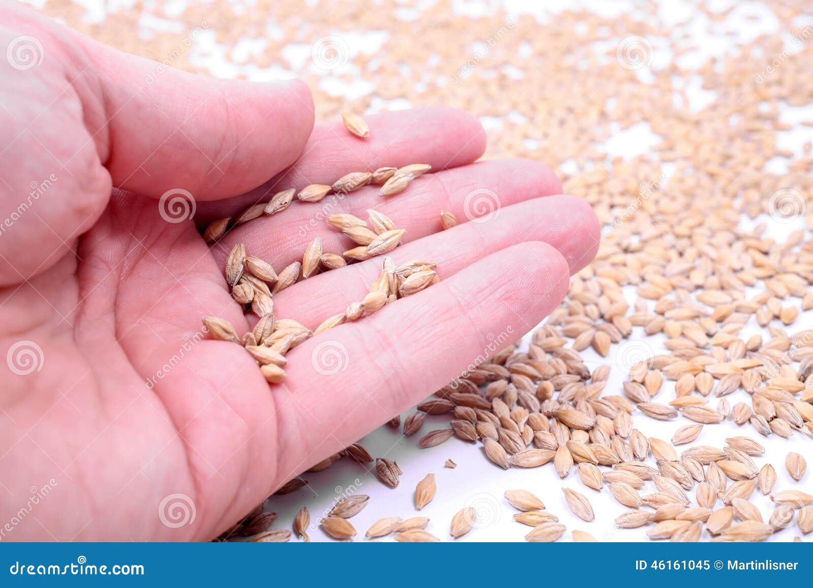 Grain of the Wheat in Hands of the Person Stock Image - Image of scene ...