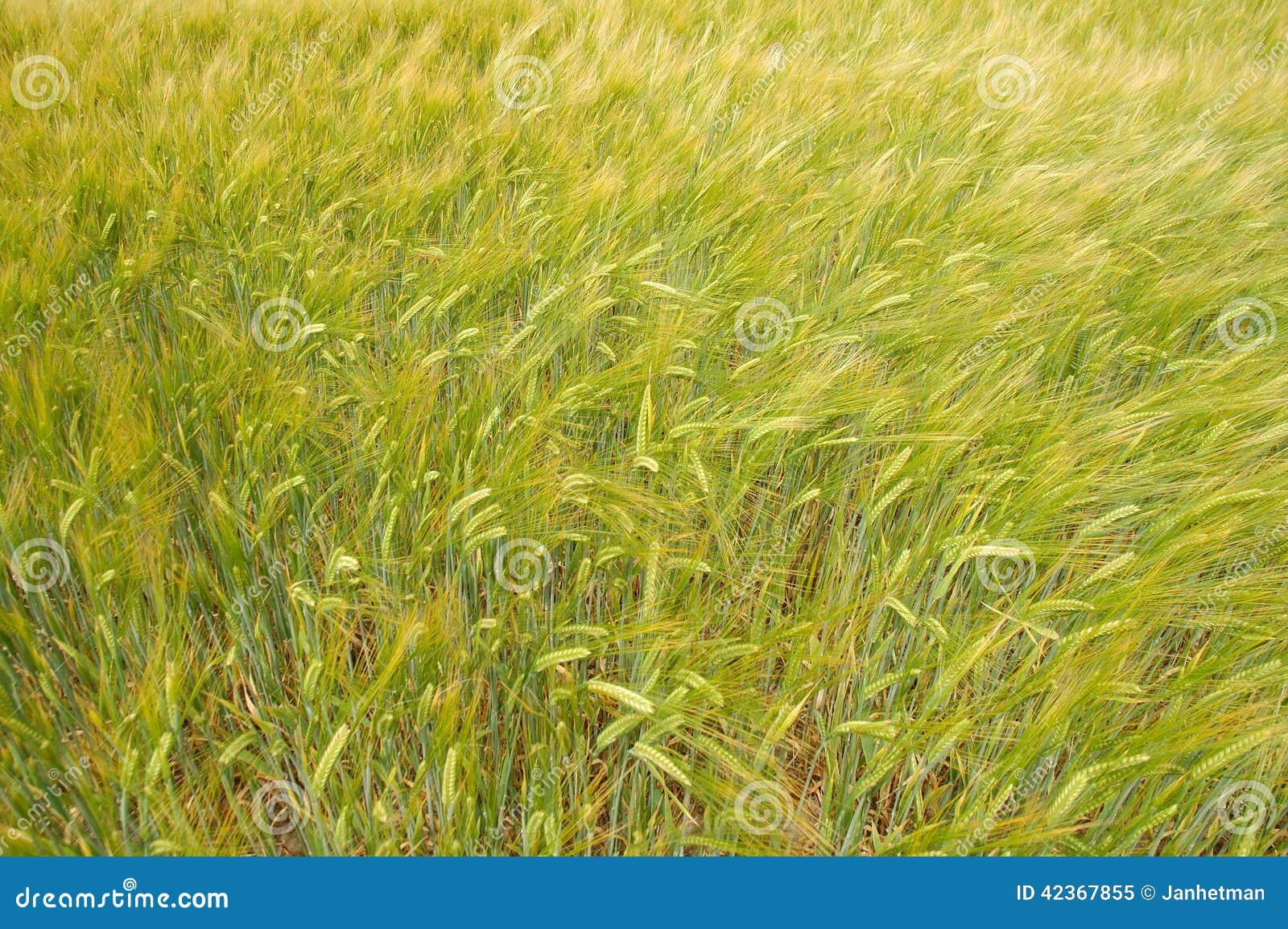 Grain on wind stock image. Image of plant, strong, countryside - 42367855