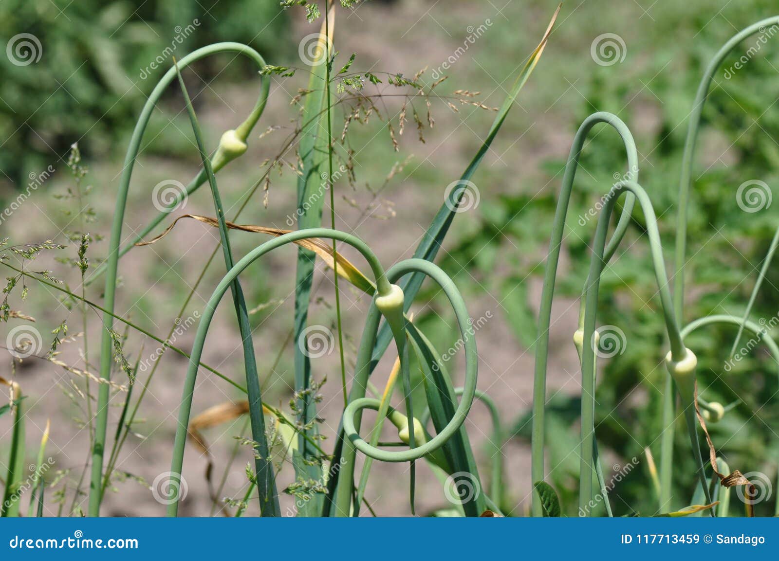 Graine d'ail image stock. Image du salade, frais, nourriture - 117713459