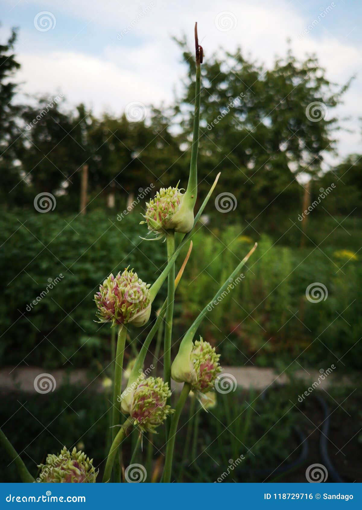 Graine d'ail photo stock. Image du produit, fermer, saveur - 118729716