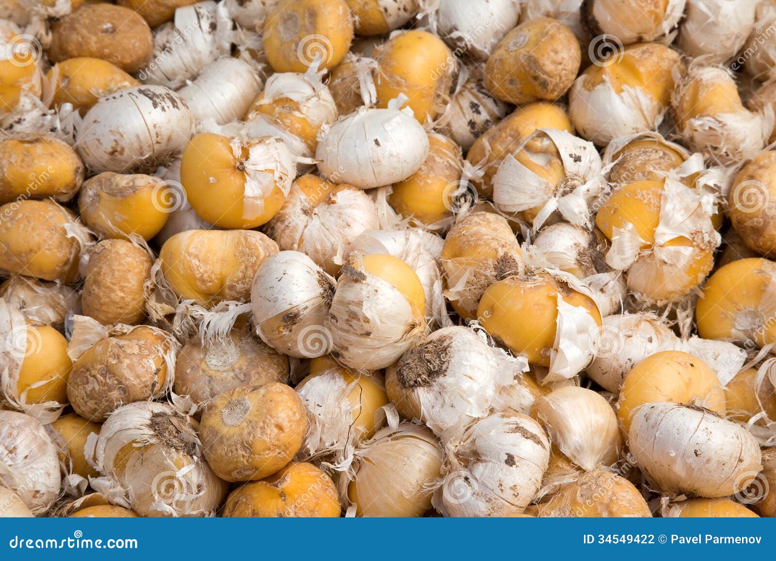 Graine d'allium photo stock. Image du légume, tubercule - 34549422