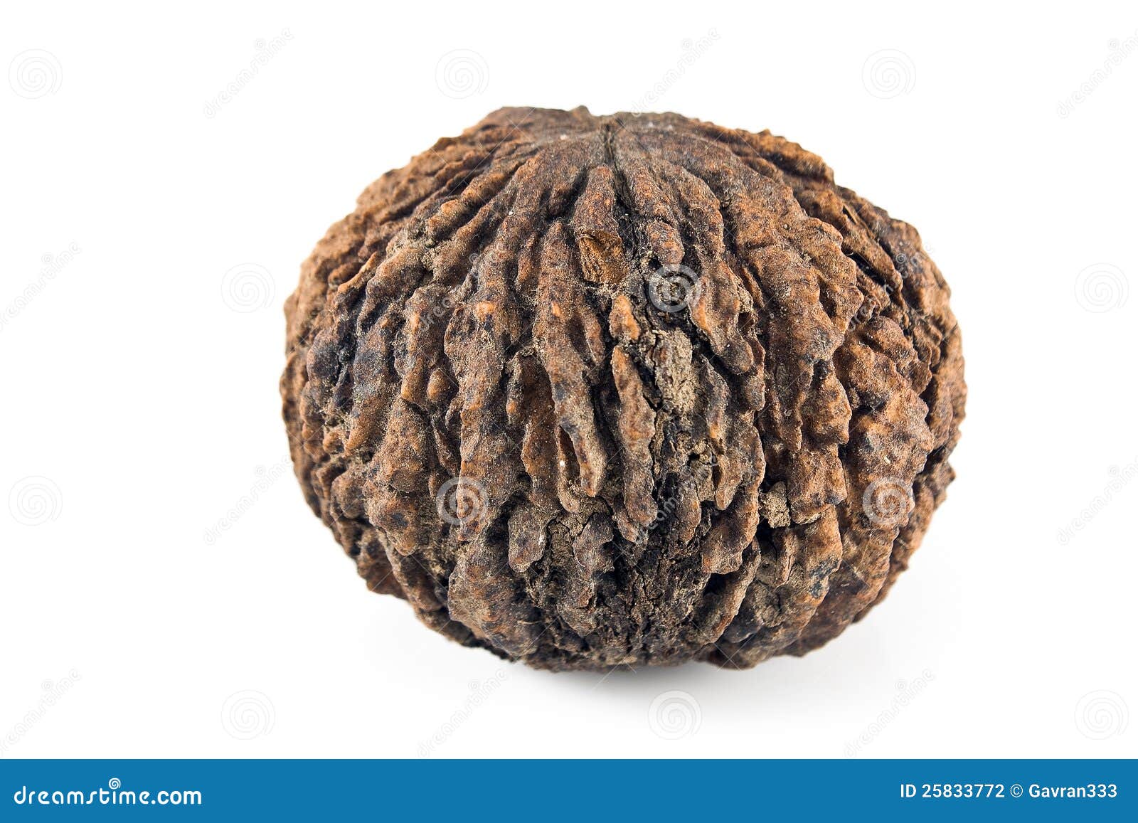 Graine d'arbre photo stock. Image of environnement, espoir - 25833772