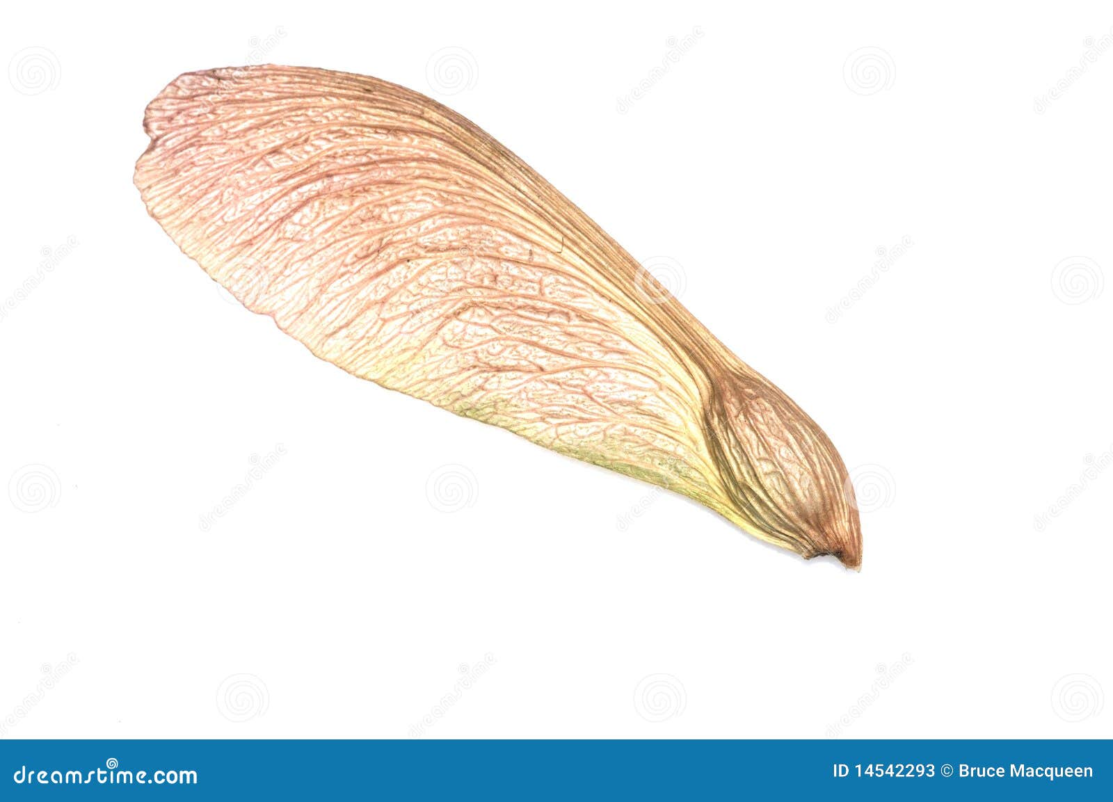 Graine d'arbre d'érable image stock. Image du centrales - 14542293