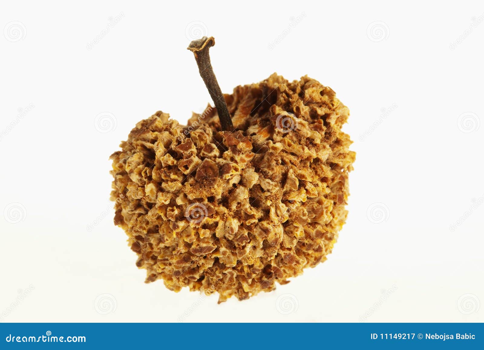 Graine d'arbre d'automne image stock. Image du deciduous - 11149217