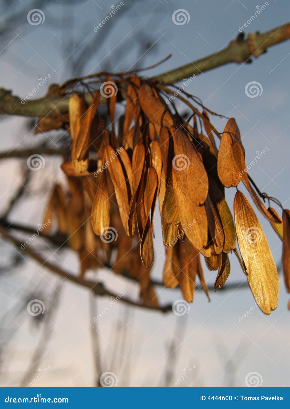 Graine d'arbre de cendre photo stock. Image du automne - 4444600