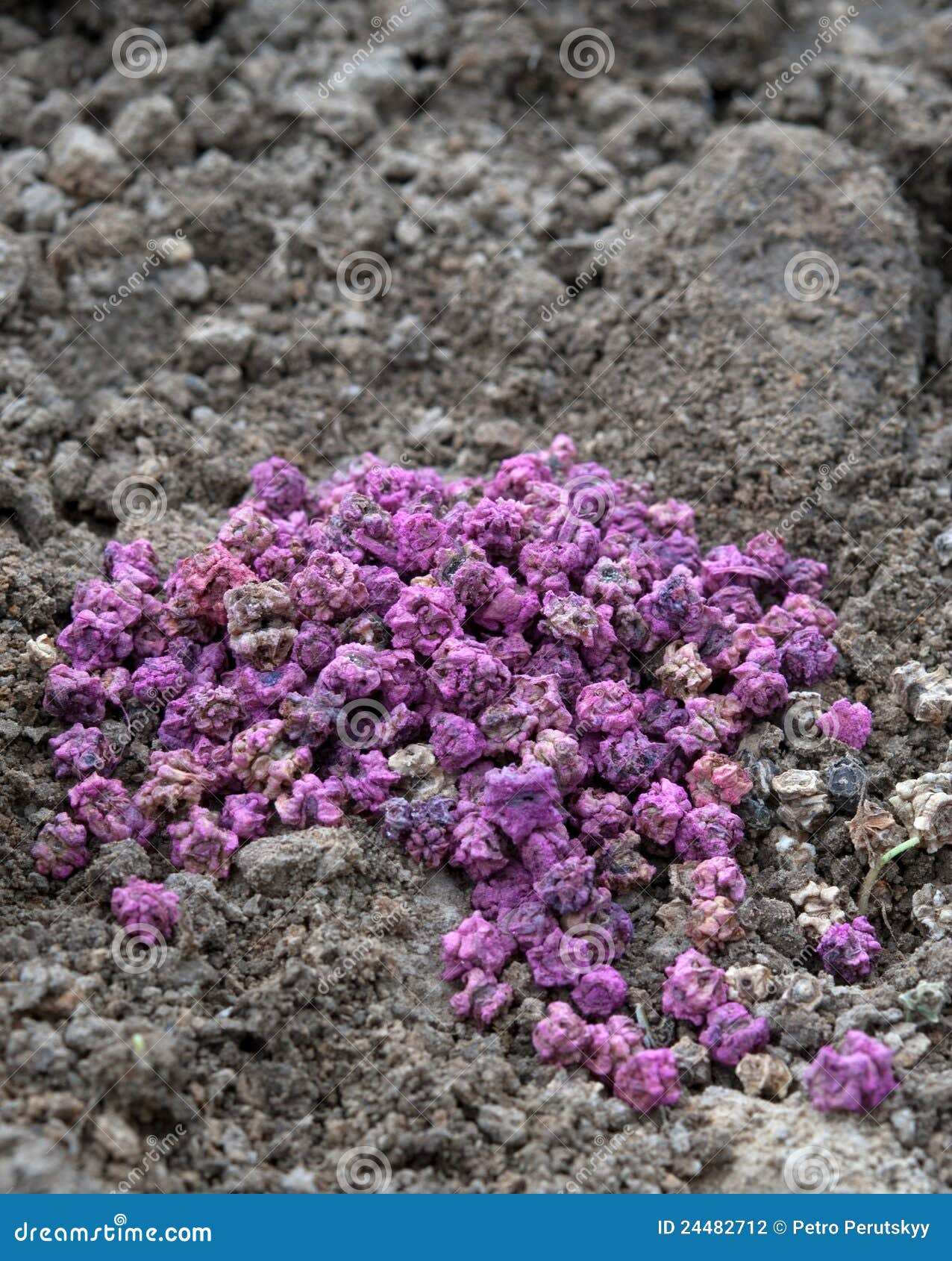 Graine de betterave rouge photo stock. Image du centrale - 24482712