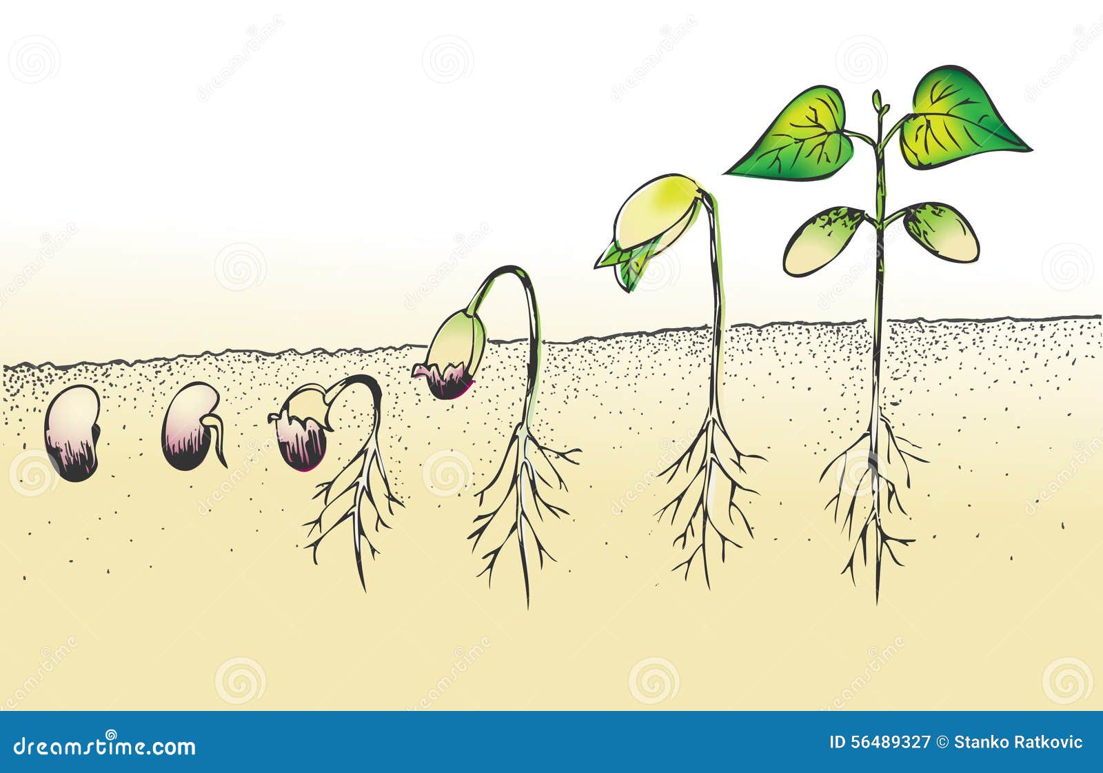 Graine De Germination D'haricot Illustration Stock - Illustration du ...