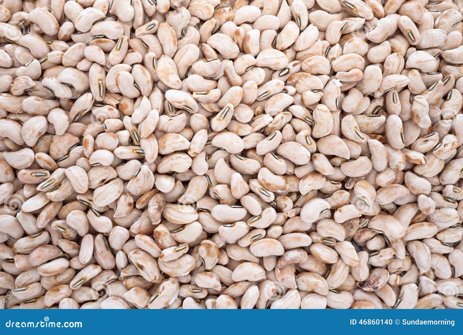 Graine De Haricot Blanc Photo stock - Image: 46860140