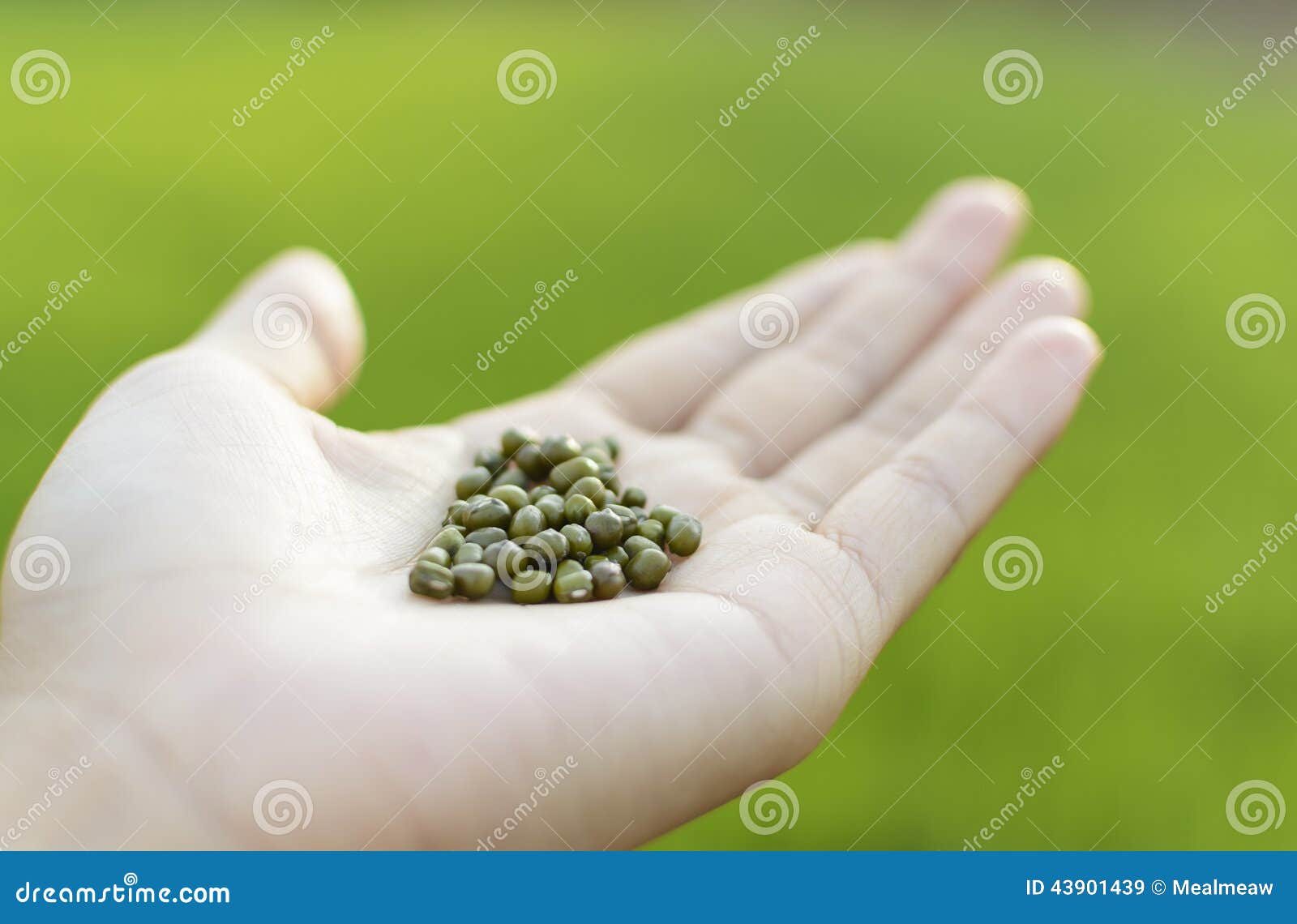Graine De Haricot Vert En Main Image stock - Image du légume, graine ...