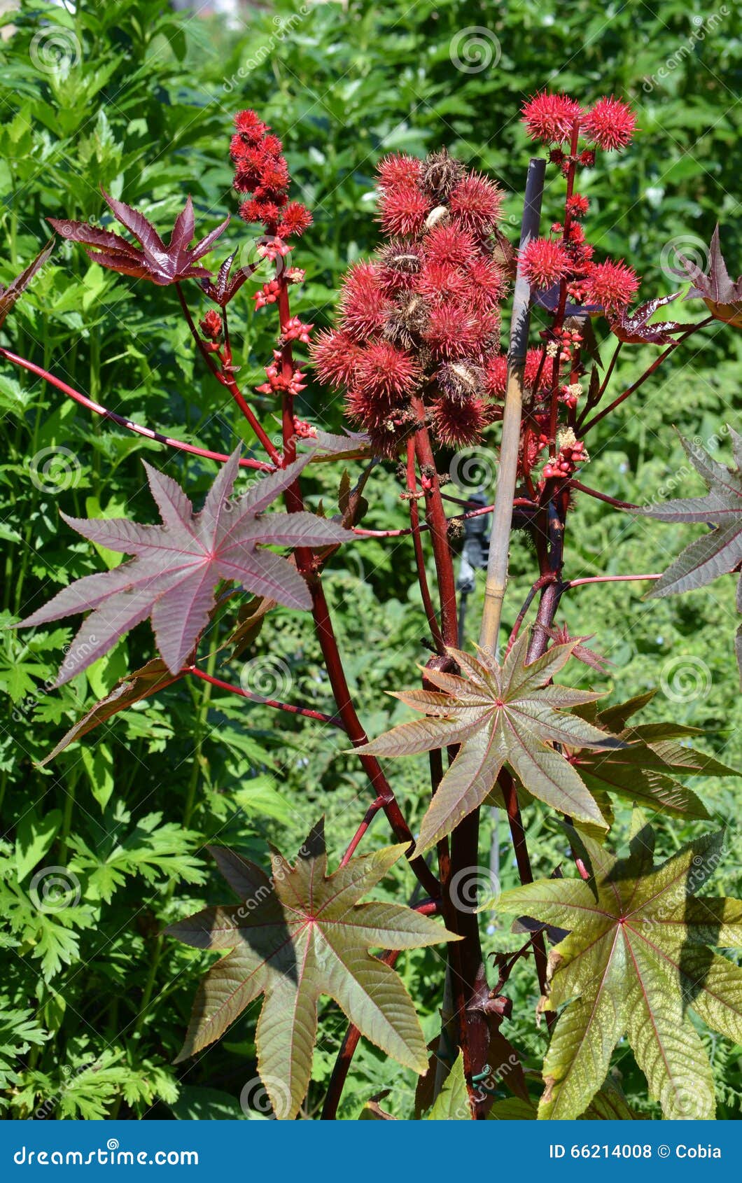 Graine De Ricin (Ricinus Communis) Photo stock - Image du collecte ...