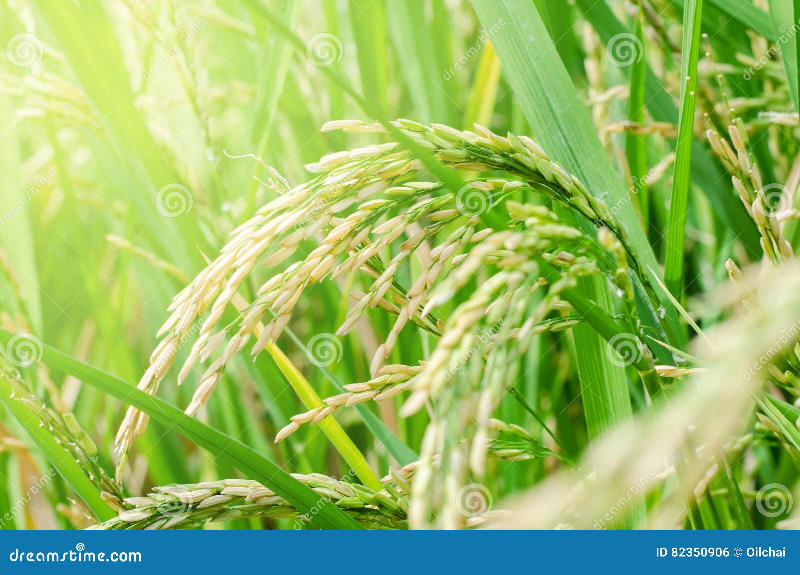 Graine De Riz Mûre Dans Le Domaine Photo stock - Image du gloire ...