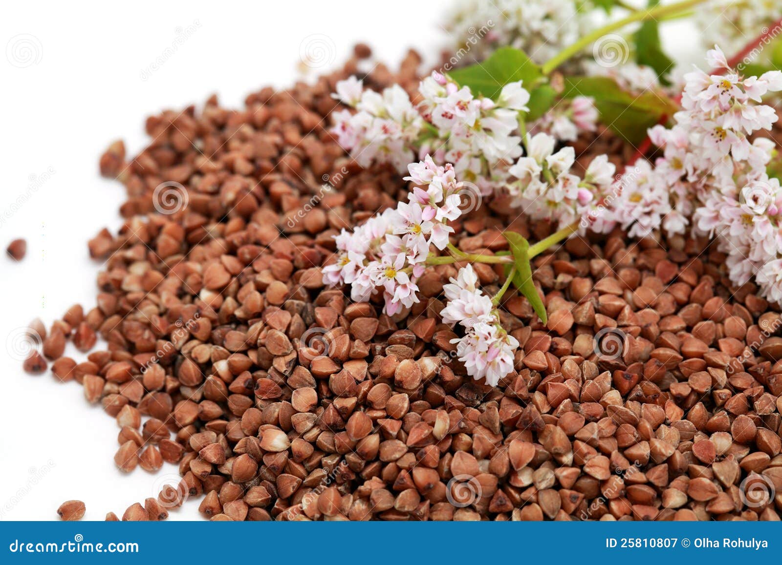 Graine Et Fleurs De Sarrasin Image stock - Image of blanc, graine: 25810807
