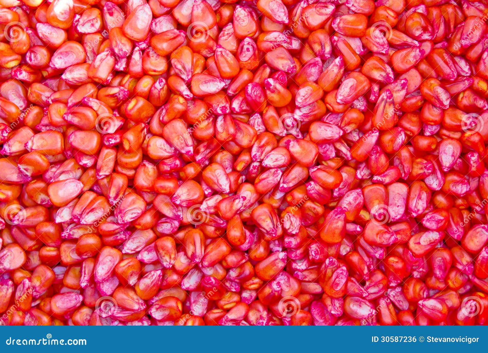 Graine rouge de maïs photo stock. Image of normal, agricole - 30587236