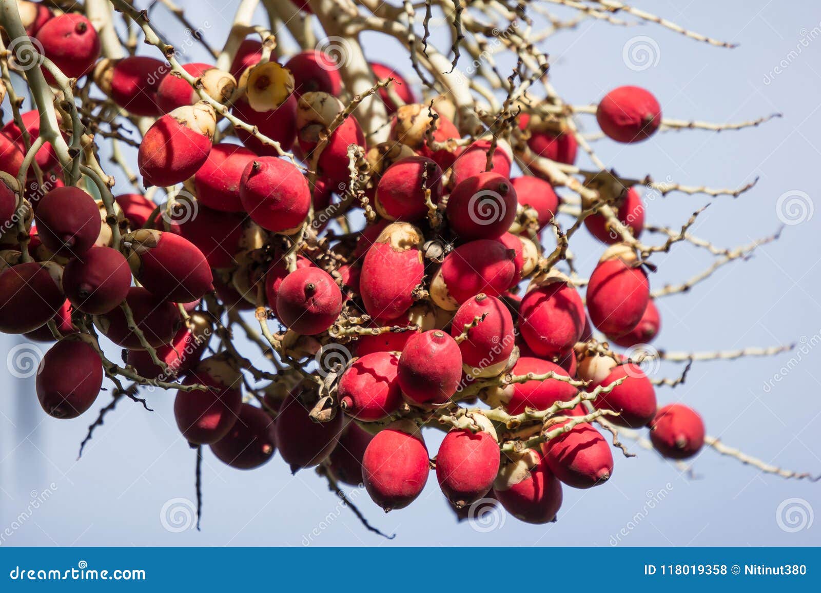Graine rouge de palmier photo stock. Image du nature - 118019358