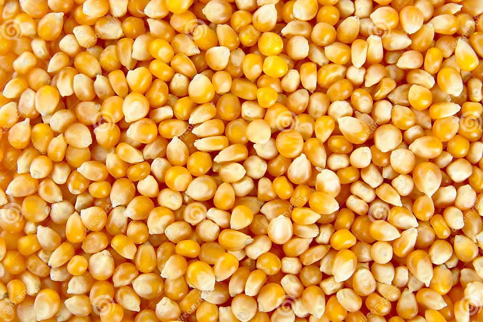 Grained Texture of Whole Corn Seeds Stock Photo - Image of seed, junk ...