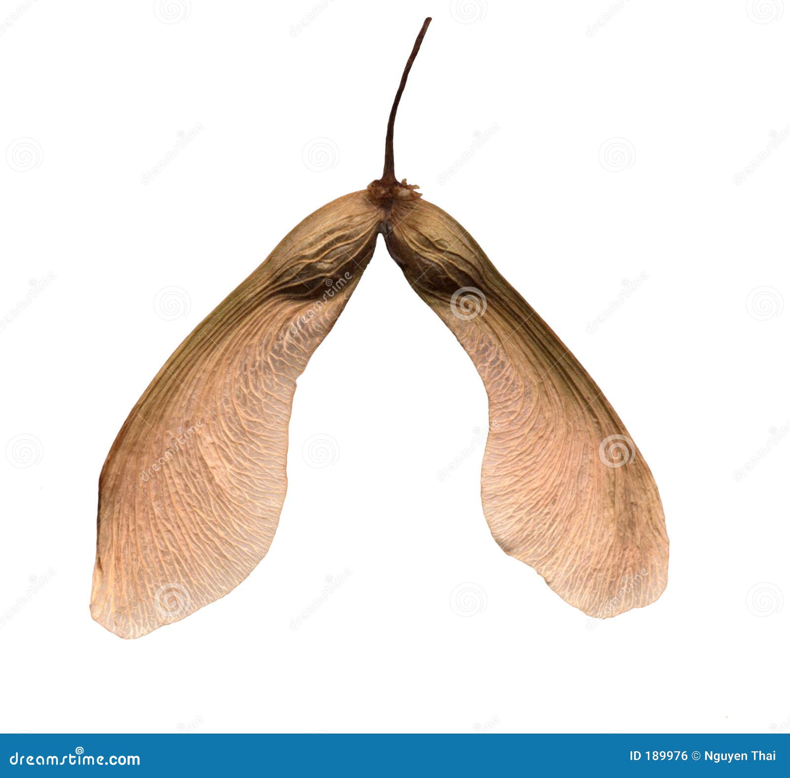 Graines d'érable de Brown photo stock. Image du siamois - 189976