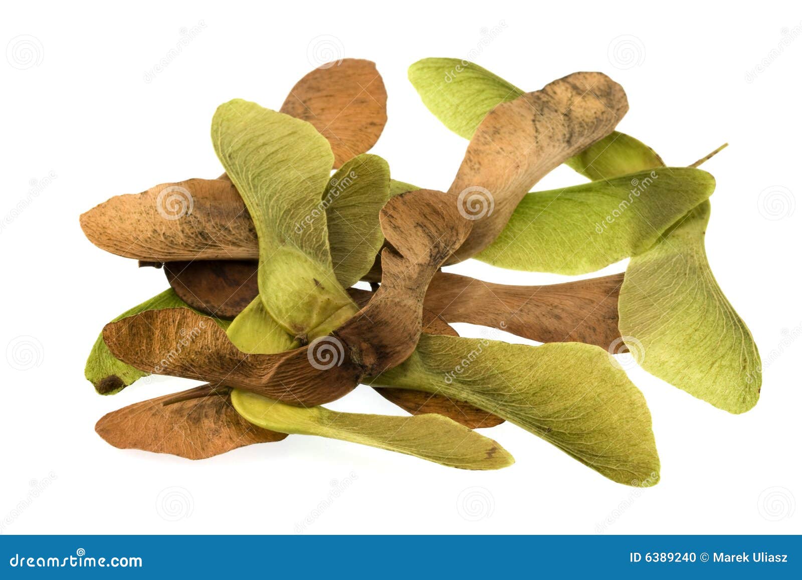 Graines d'arbre d'érable photo stock. Image du propulseur - 6389240