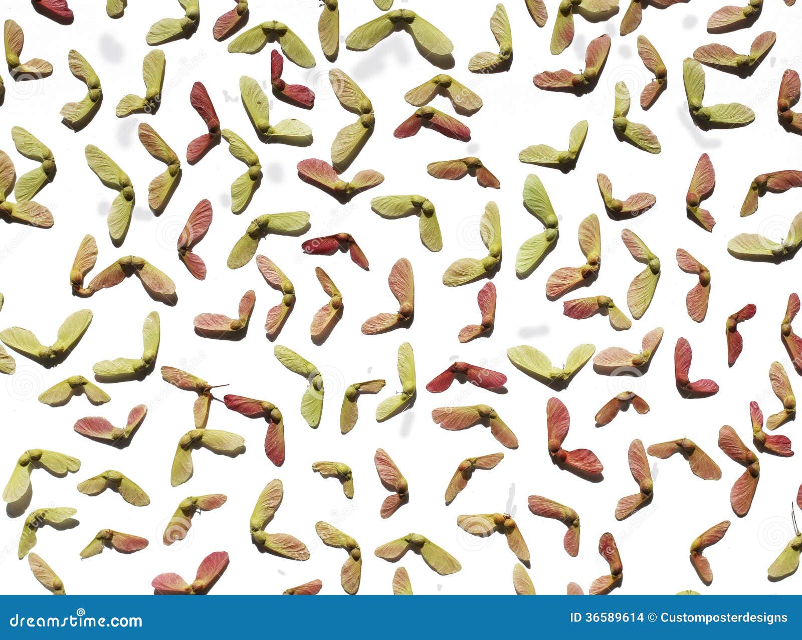 Graines D'arbre D'érable Japonais. Photo stock - Image du horticulture ...