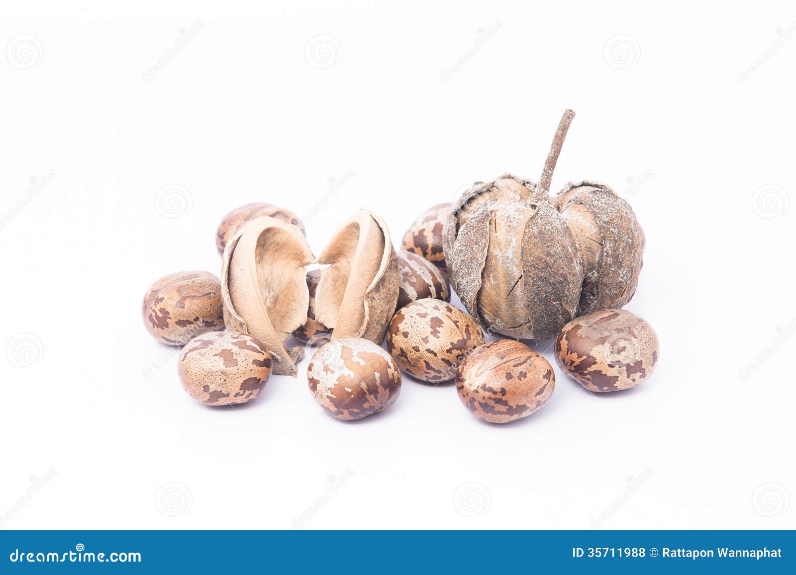 Graines D'arbre En Caoutchouc Photo stock - Image du lame, macro: 35711988