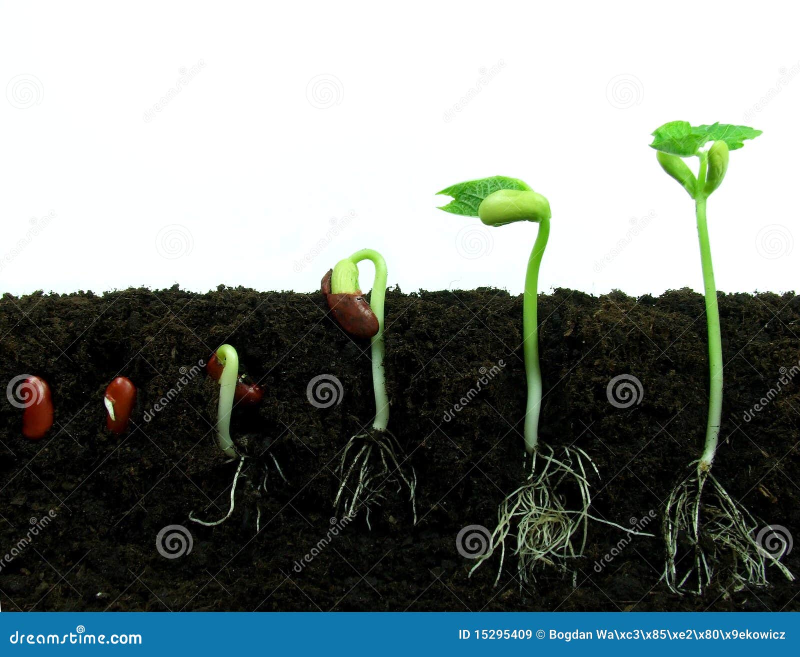 Graines D'haricot De Germination Image stock - Image du dévoilez ...