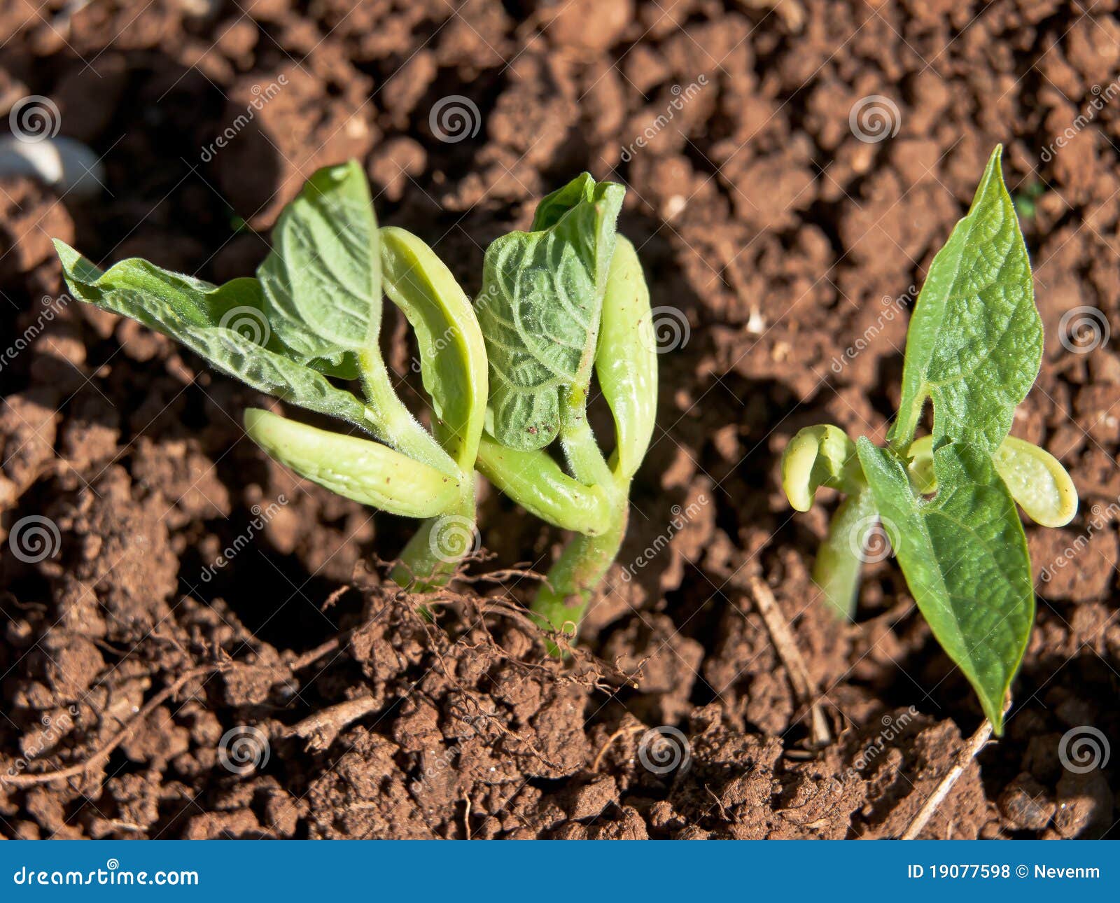 Graines D'haricot De Germination Photo stock - Image du normal, nature ...