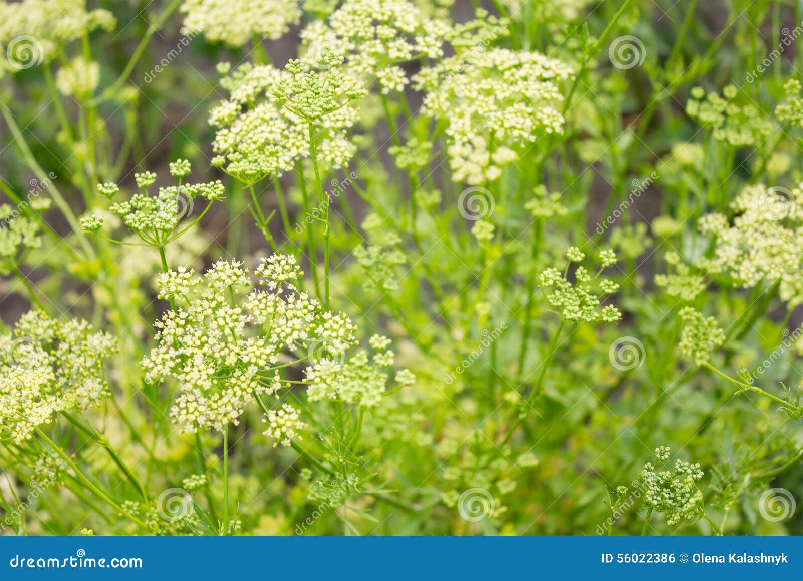 Graines D'inflorescence De Persil Photo stock - Image du graines, fleur ...