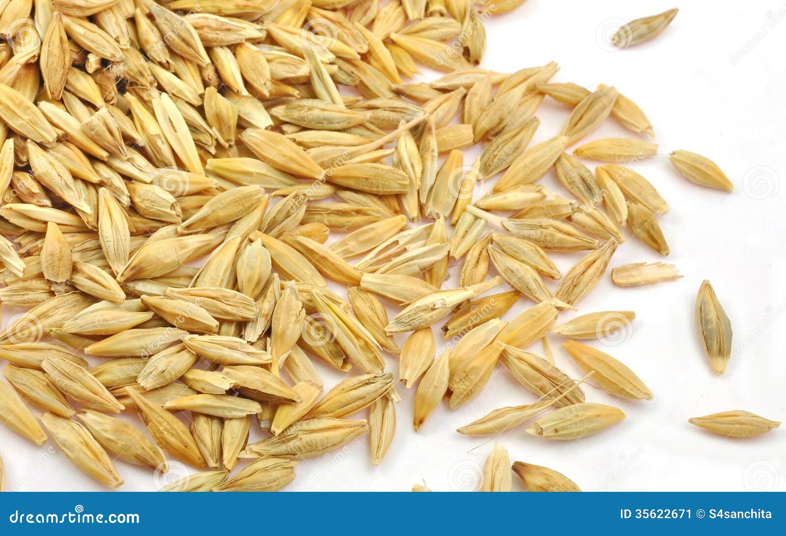 Graines d'orge image stock. Image du textures, culture - 35622671