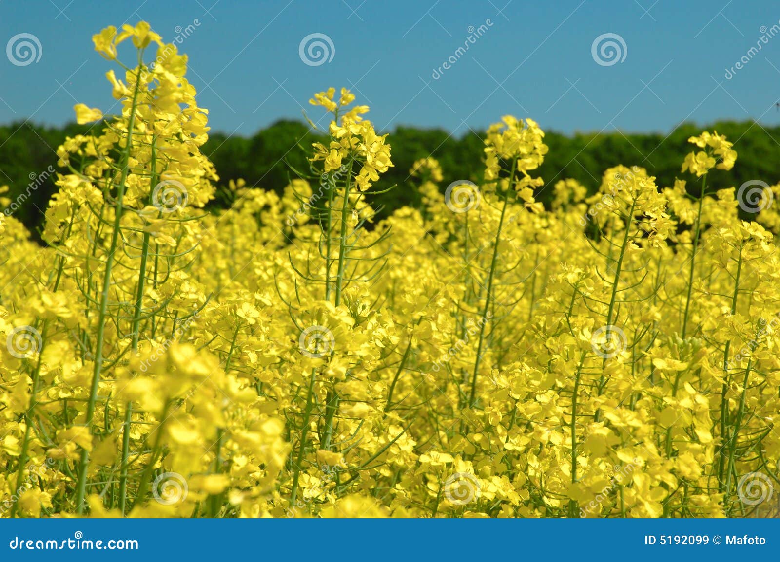 Graines de colza - OGM image stock. Image du nourriture - 5192099