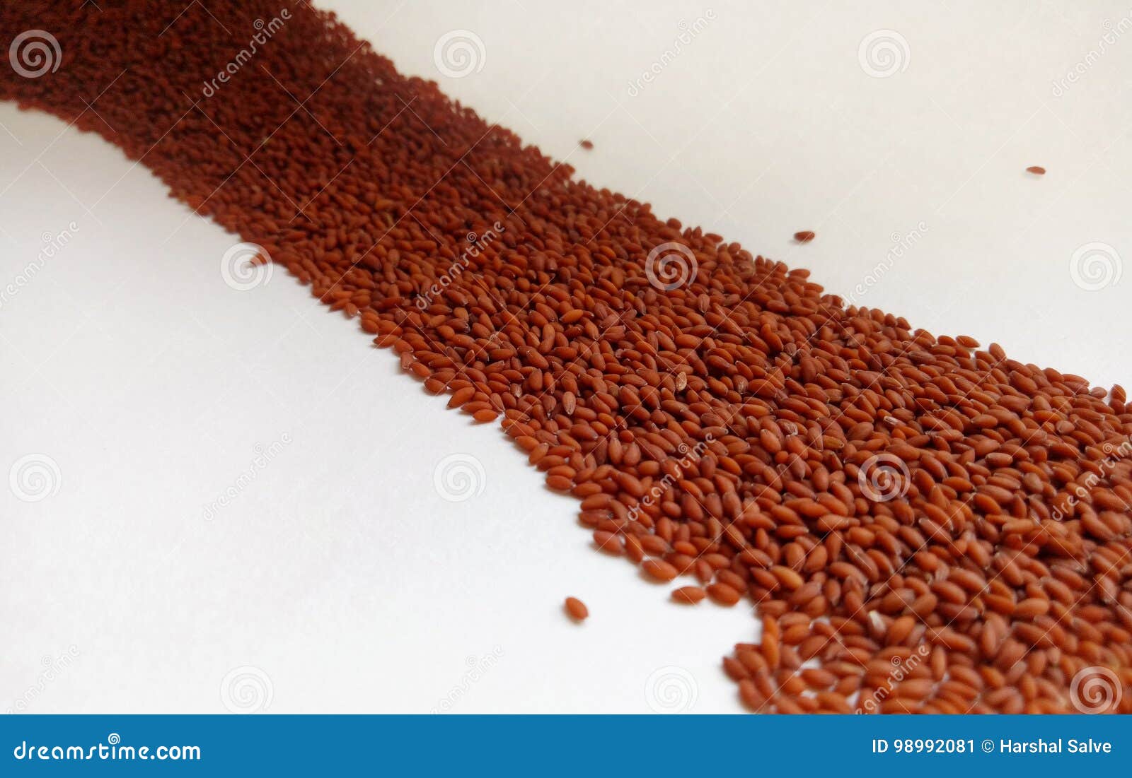 Graines De Cresson De Jardin Image stock - Image of earth, soin: 98992081