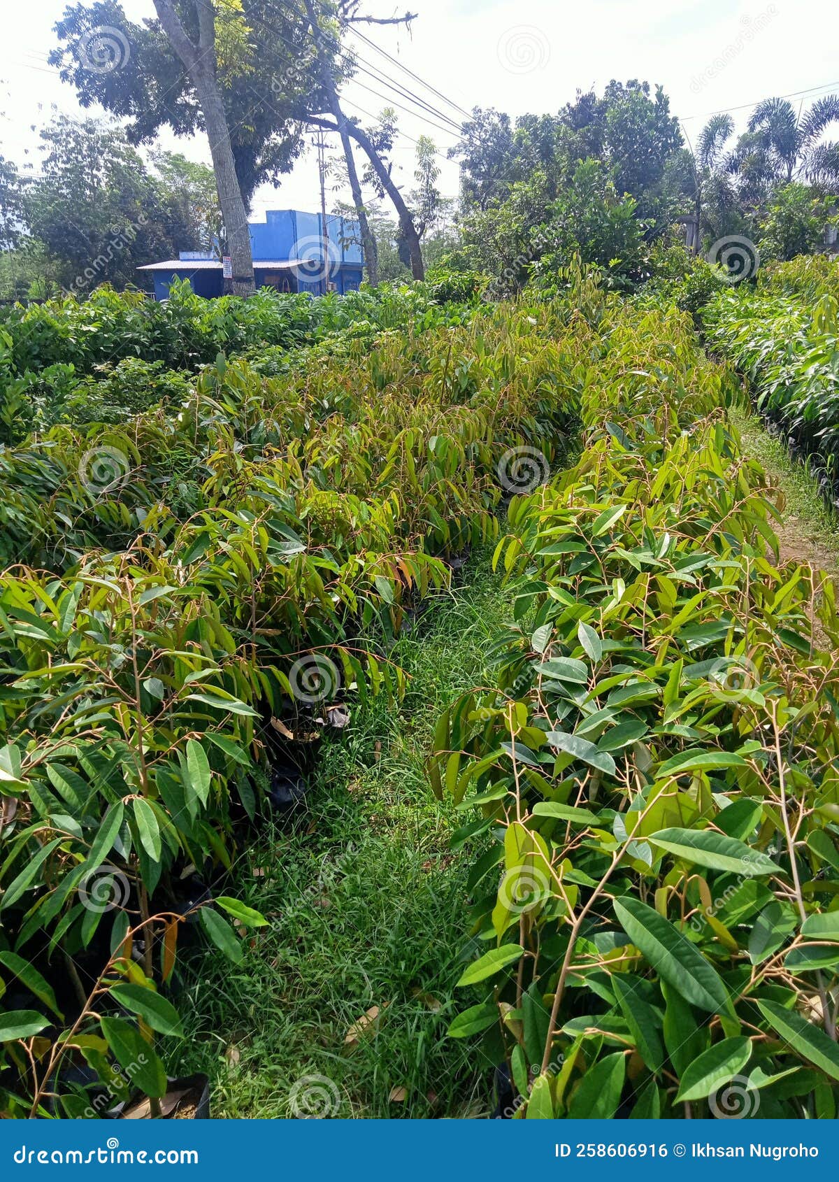 Graines de durian fertile photo stock. Image du arbre - 258606916