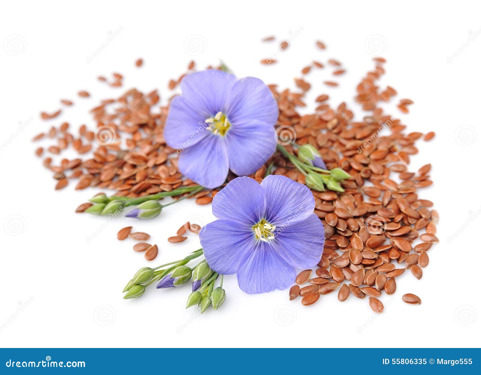 Graines De Lin Avec Des Fleurs Image stock - Image du herbal, fleurs ...