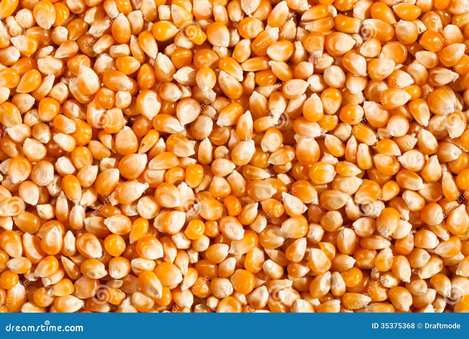 Graines de maïs photo stock. Image du above, sweetcorn - 35375368