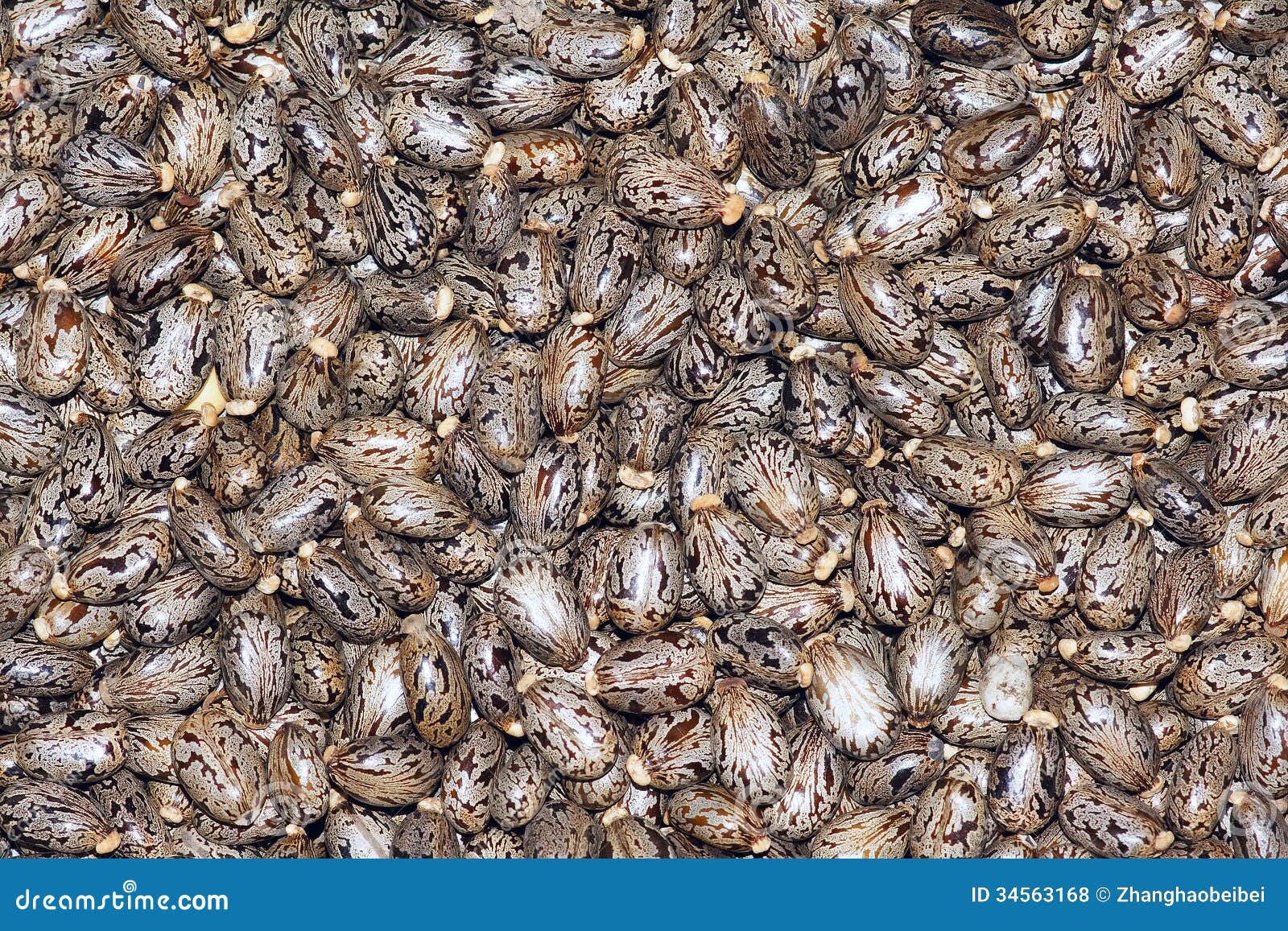 Graines de ricin photo stock. Image du fond, nature, centrale - 34563168
