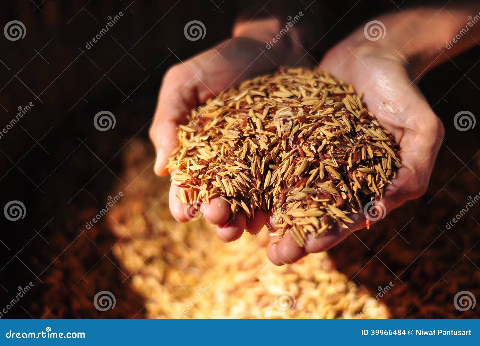 Graines de riz en main photo stock. Image du accroissement - 39966484