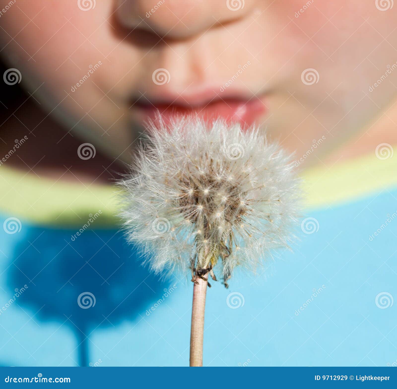 Graines De Soufflement De Pissenlit De Gosse - Plan Rapproché Image ...