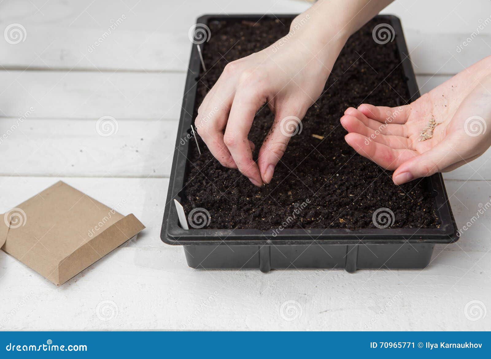 Graines De Tomate D'encemencement Image stock - Image du agricole ...