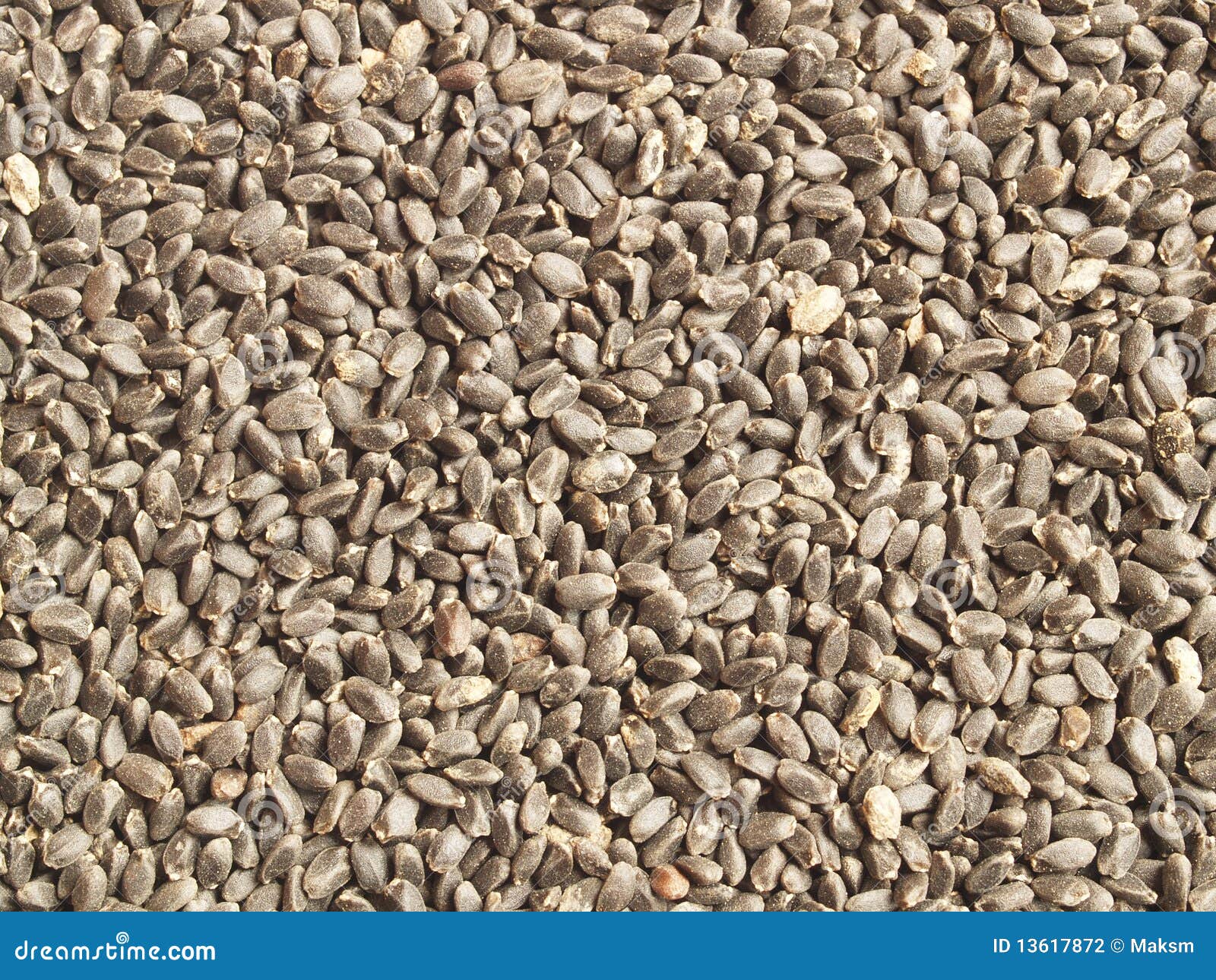 Graines De Tukmaria (graines De Basilic) Photo stock - Image du basilic ...