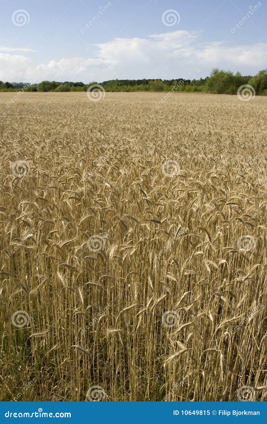 Grainfield stock image. Image of agriculture, flora, grainfield - 10649815