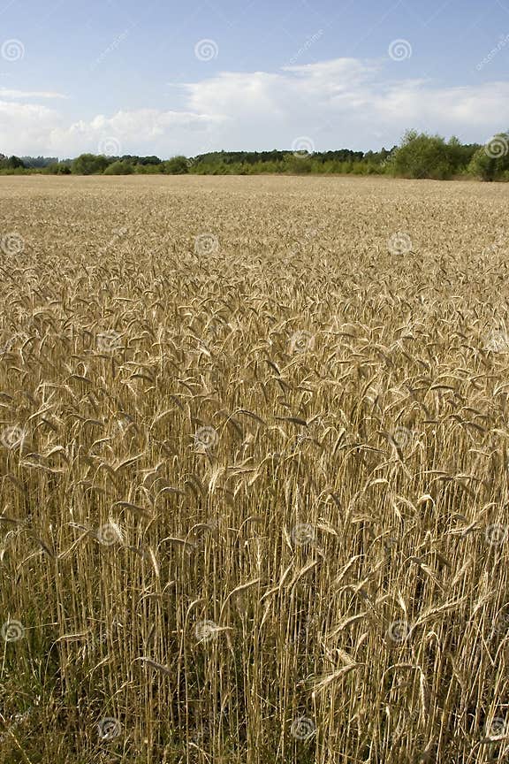 Grainfield stock image. Image of agriculture, flora, grainfield - 10649815