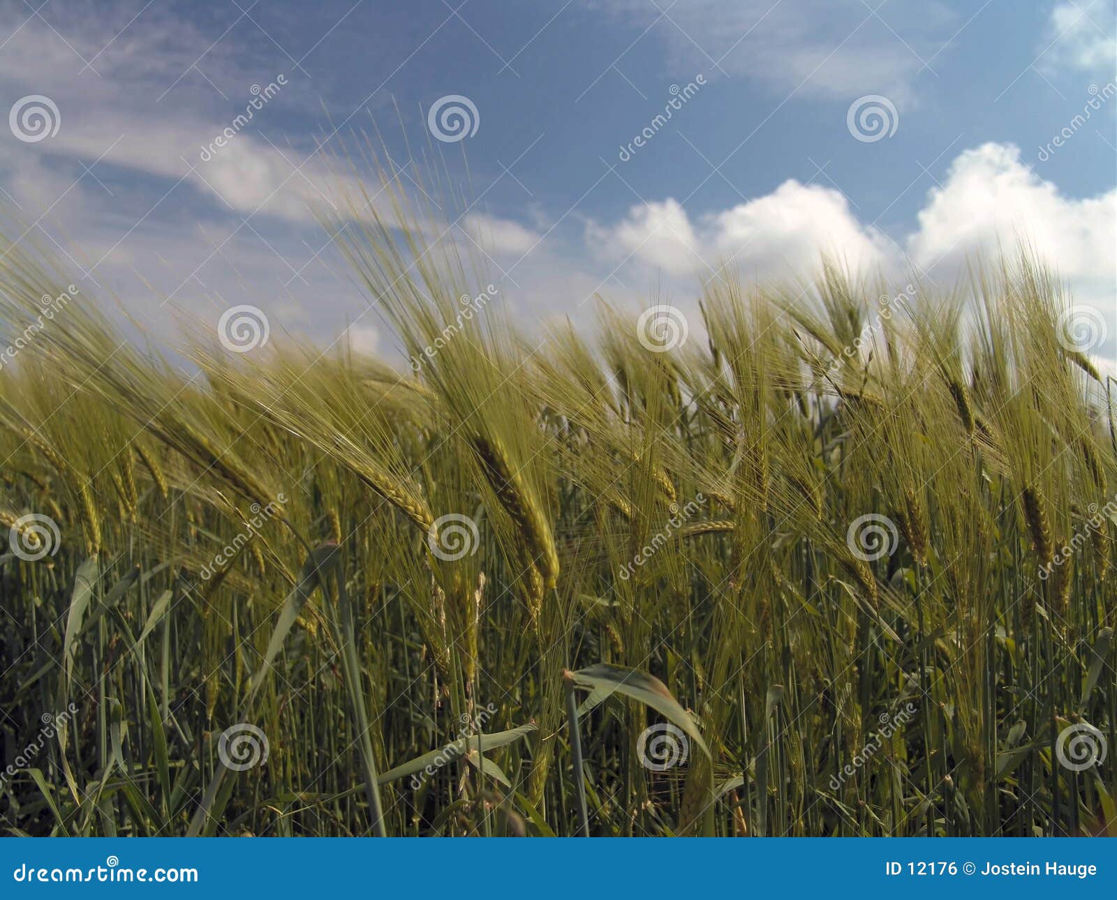 Grainfield stock photo. Image of farm, farming, crop, summer - 12176