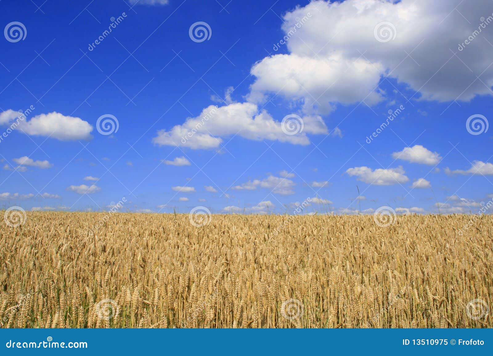 Grainfield stock image. Image of agriculture, farming - 13510975