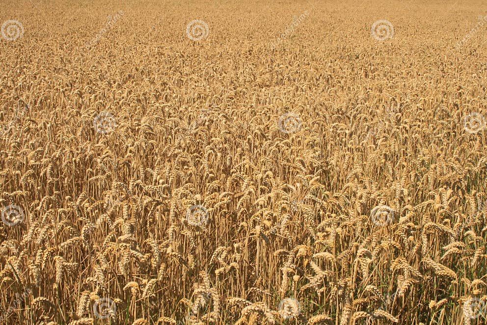 Grainfield stock photo. Image of crop, wheat, plant, scenery - 13511338