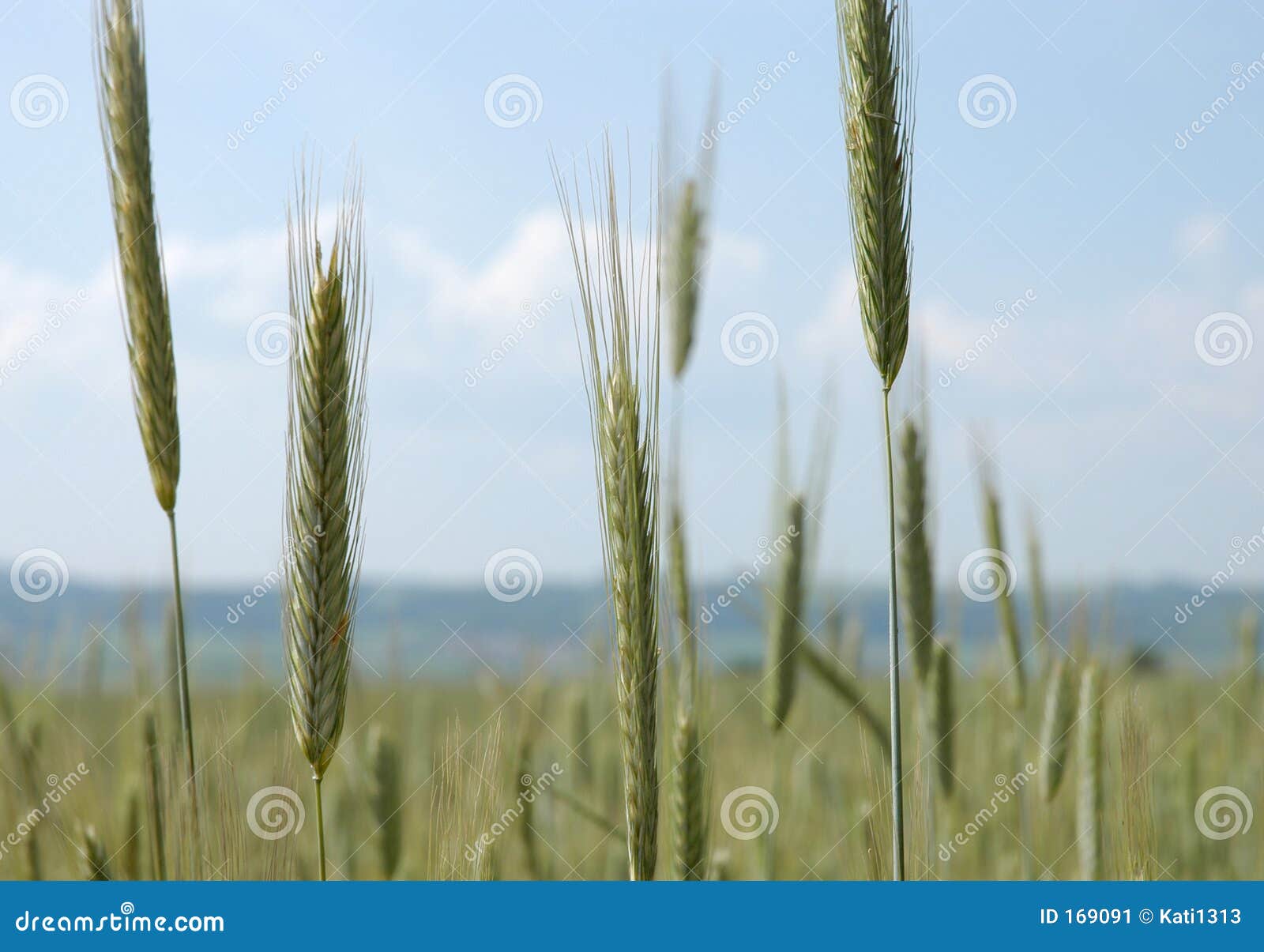 Grainfield stock image. Image of summer, bake, plant, harvest - 169091