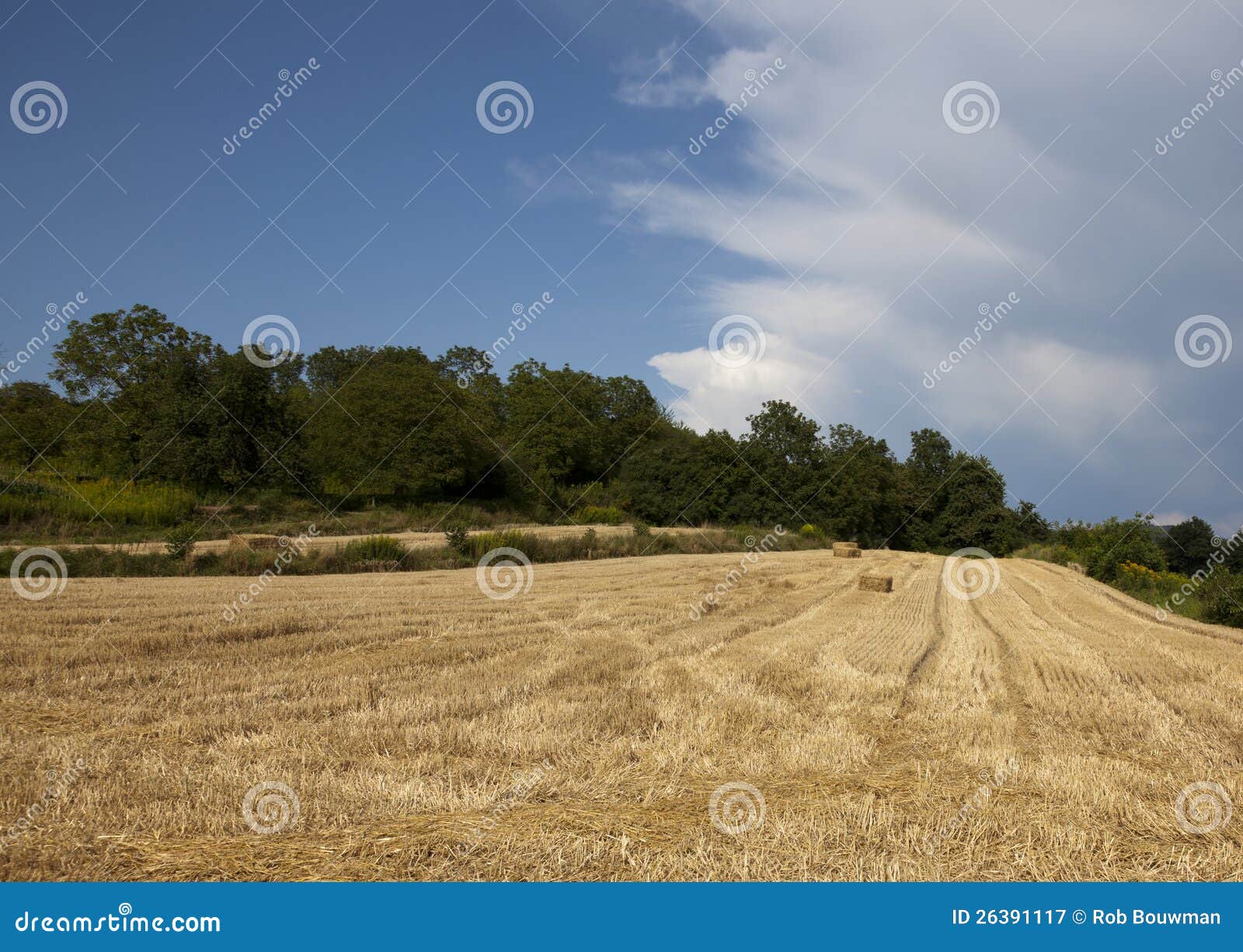 Grainfield stock image. Image of summer, cereal, england - 26391117