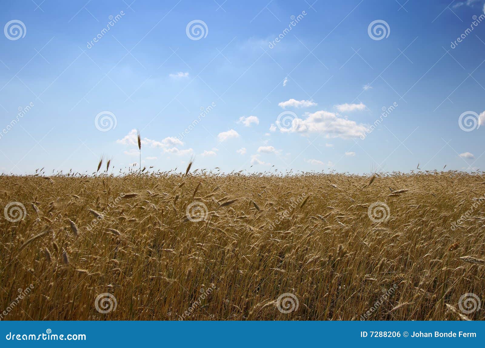 Grainfield stock photo. Image of background, detail, flight - 7288206