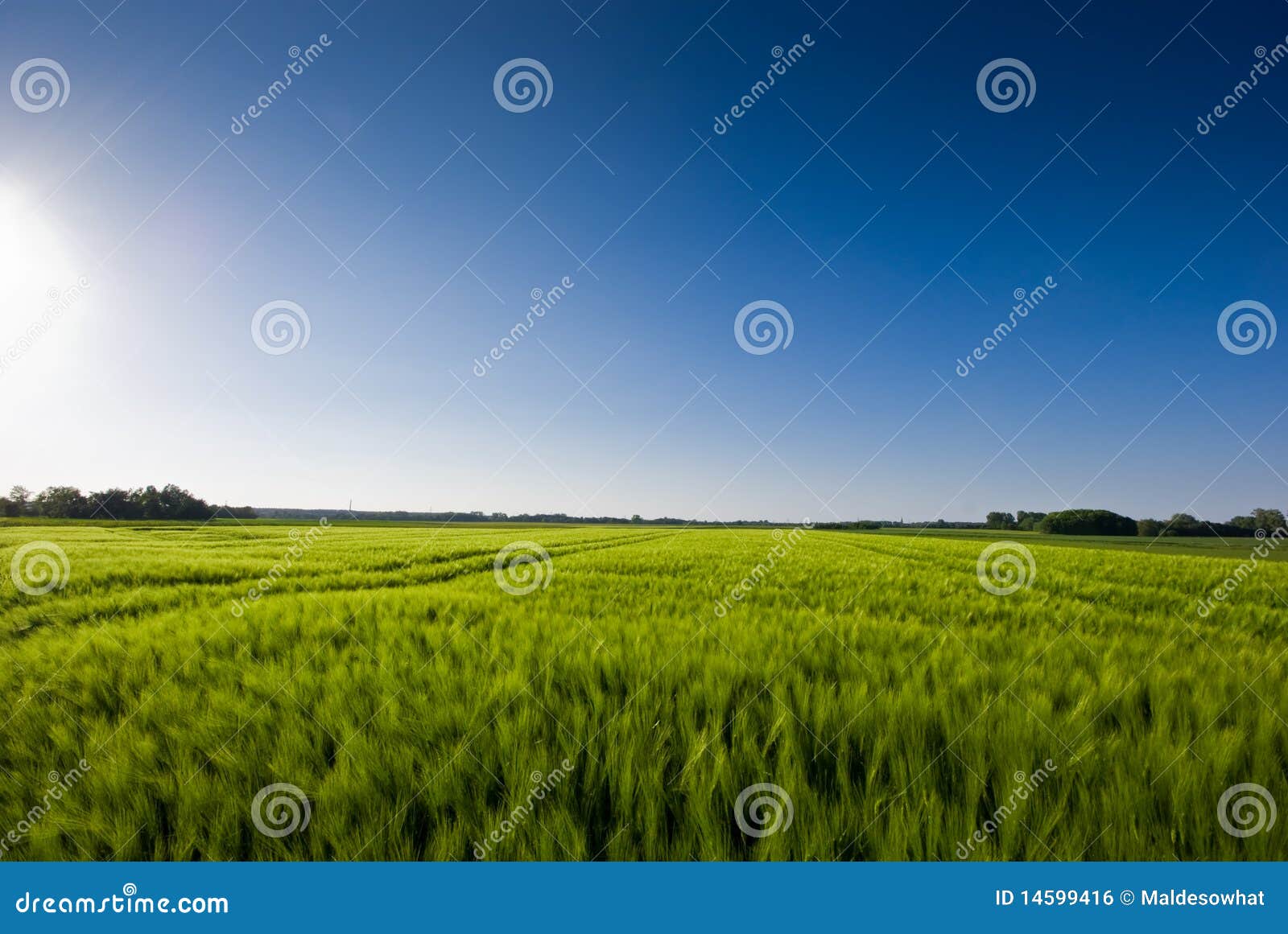 Grainfield and a blue Sky stock photo. Image of agriculture - 14599416