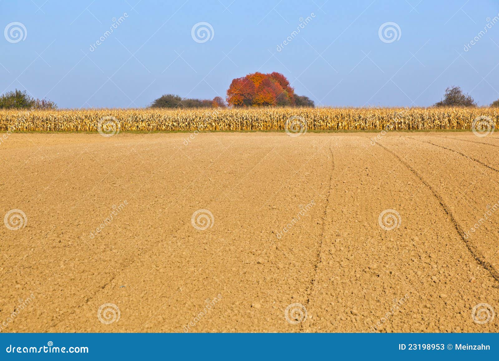 Grainfield in fall stock image. Image of candid, farming - 23198953