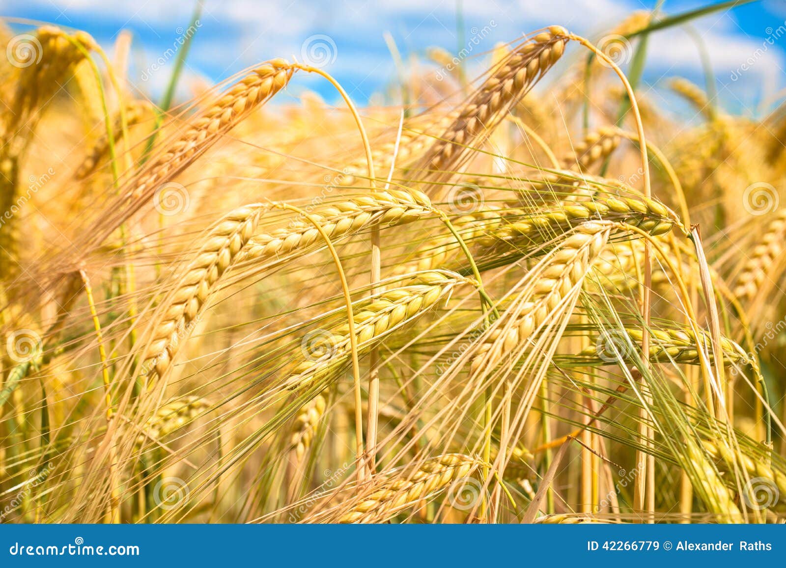 Grainfield stock image. Image of ears, cornstalk, bread - 42266779