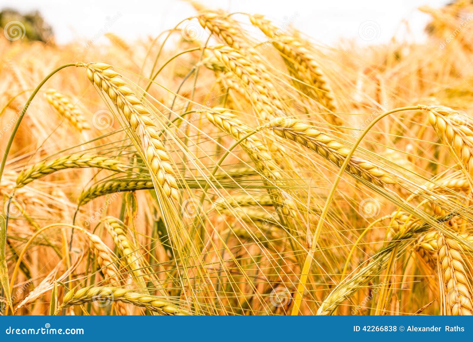 Grainfield stock photo. Image of ears, cornfield, feed - 42266838